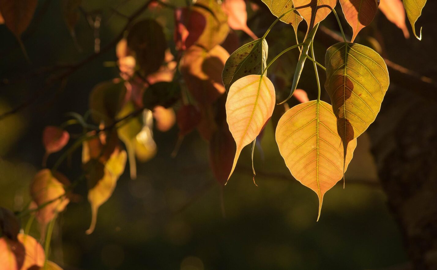 The Bodhi Tree Empowerment ~ New Earth Energies Reiki